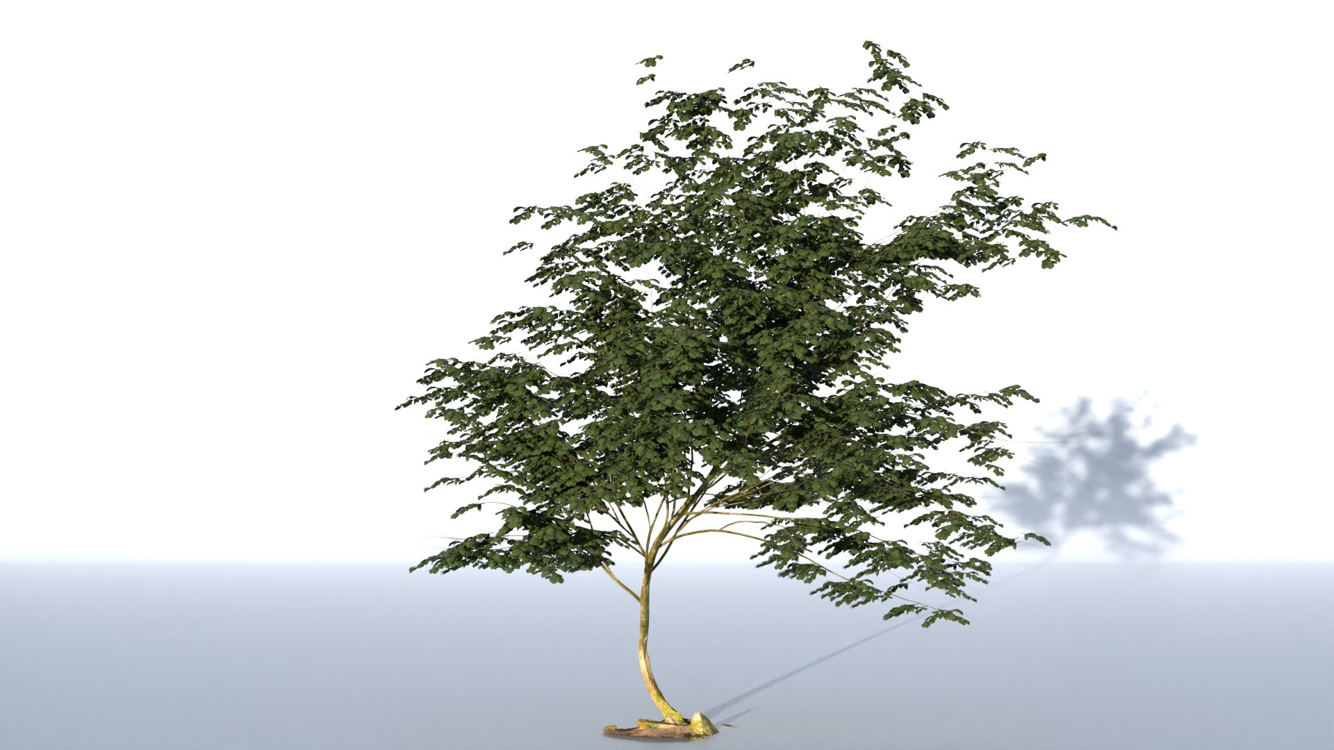 Trees Model - TurboSquid 2213469