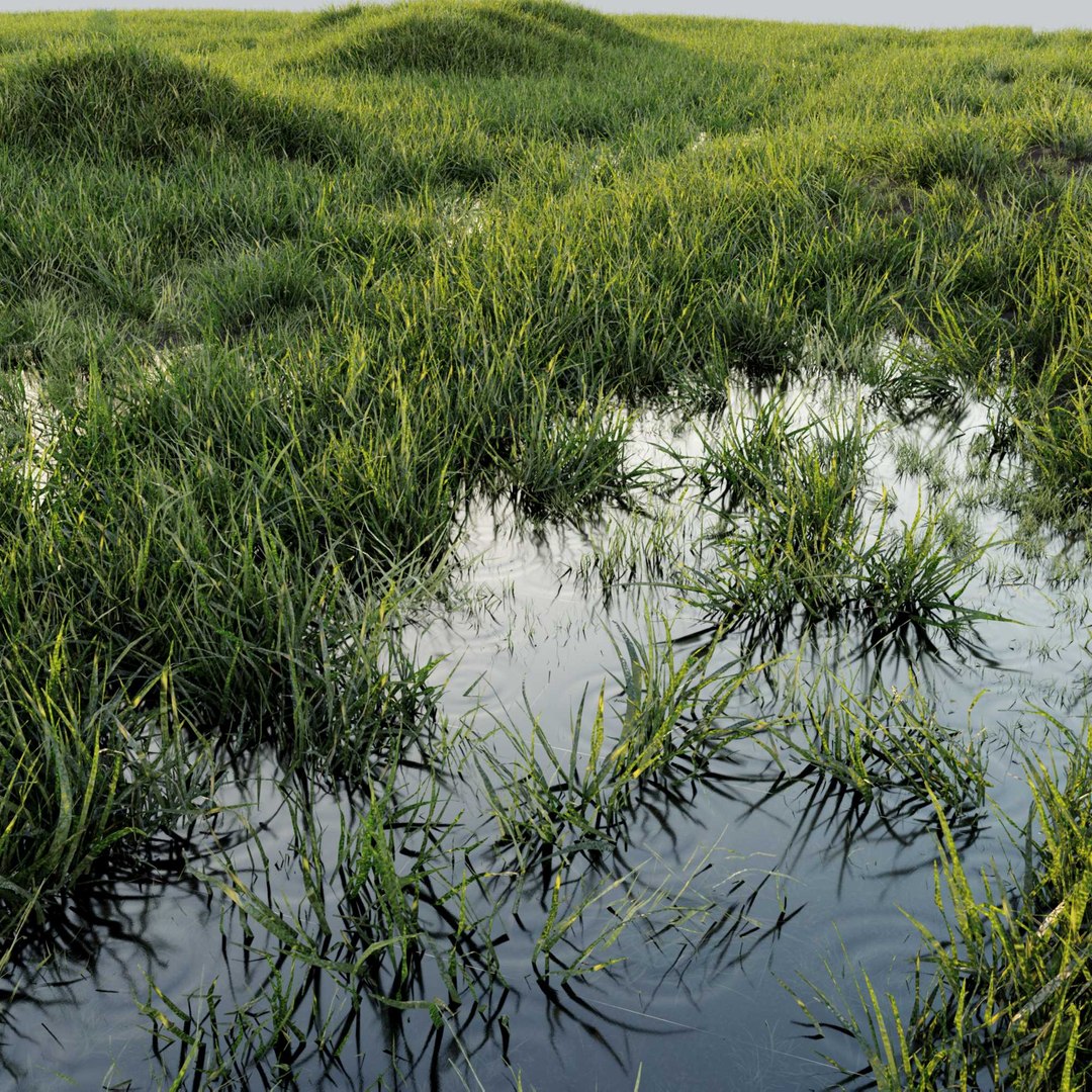 3D Grass Ostap 4 Model - TurboSquid 1888251