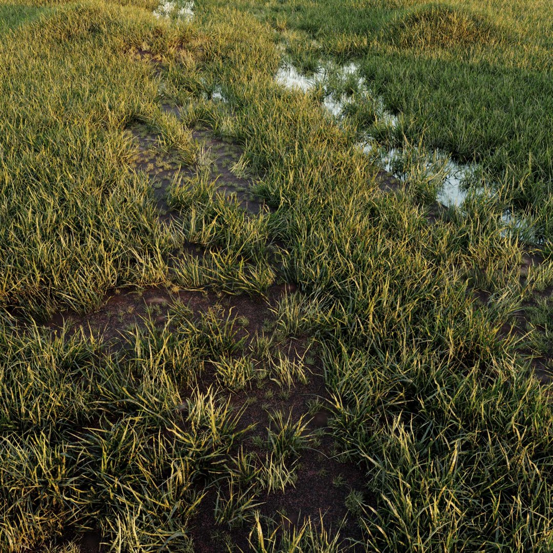 3D Grass Ostap 4 Model - TurboSquid 1888251