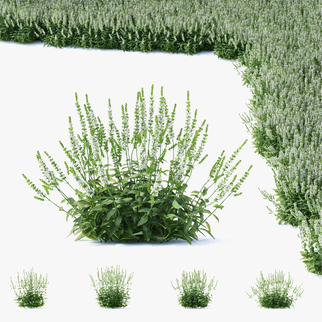 Salvia nemorosa schneehugel flower 3D model - TurboSquid 2005121