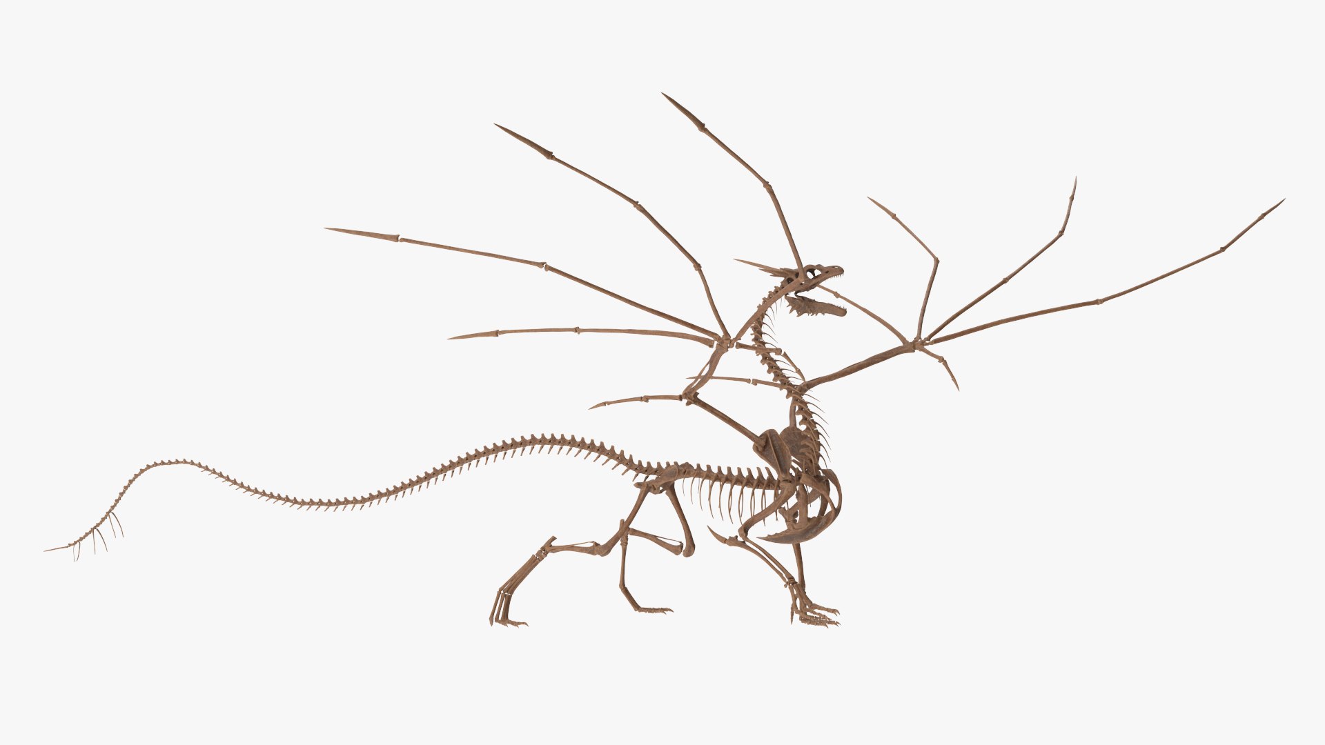 Fossilized Dragon Skeleton Rigged For Maya 3D Model - TurboSquid 2422398