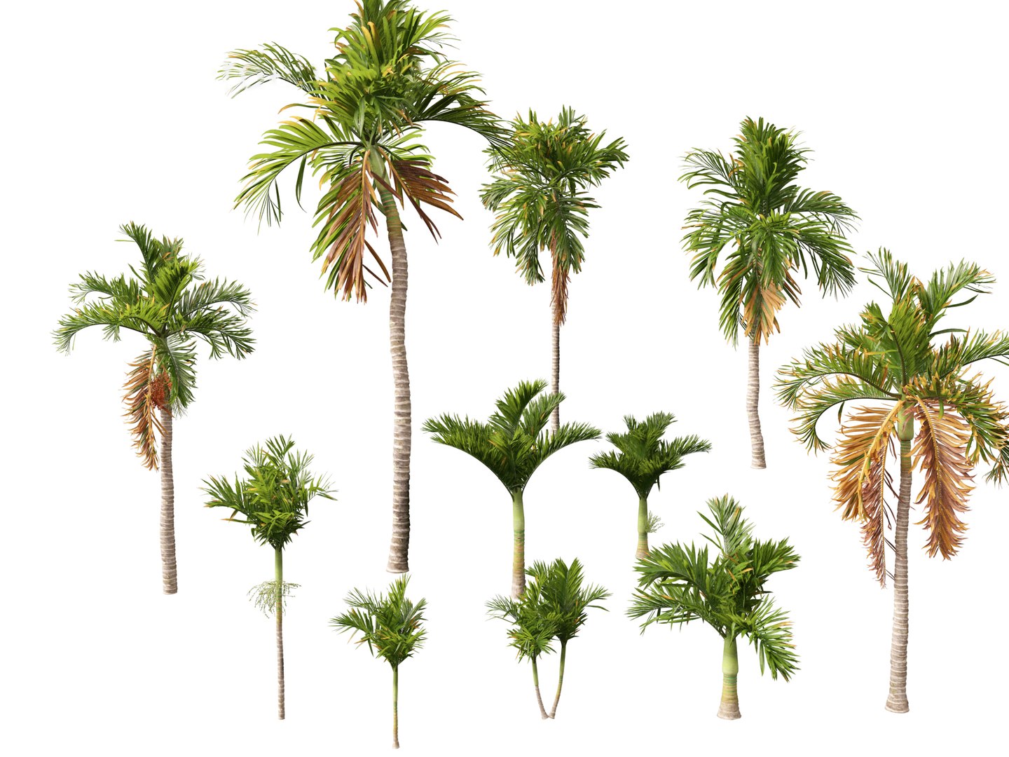 3D Areca Catechu - Betel-nut Palm Model - TurboSquid 2132901