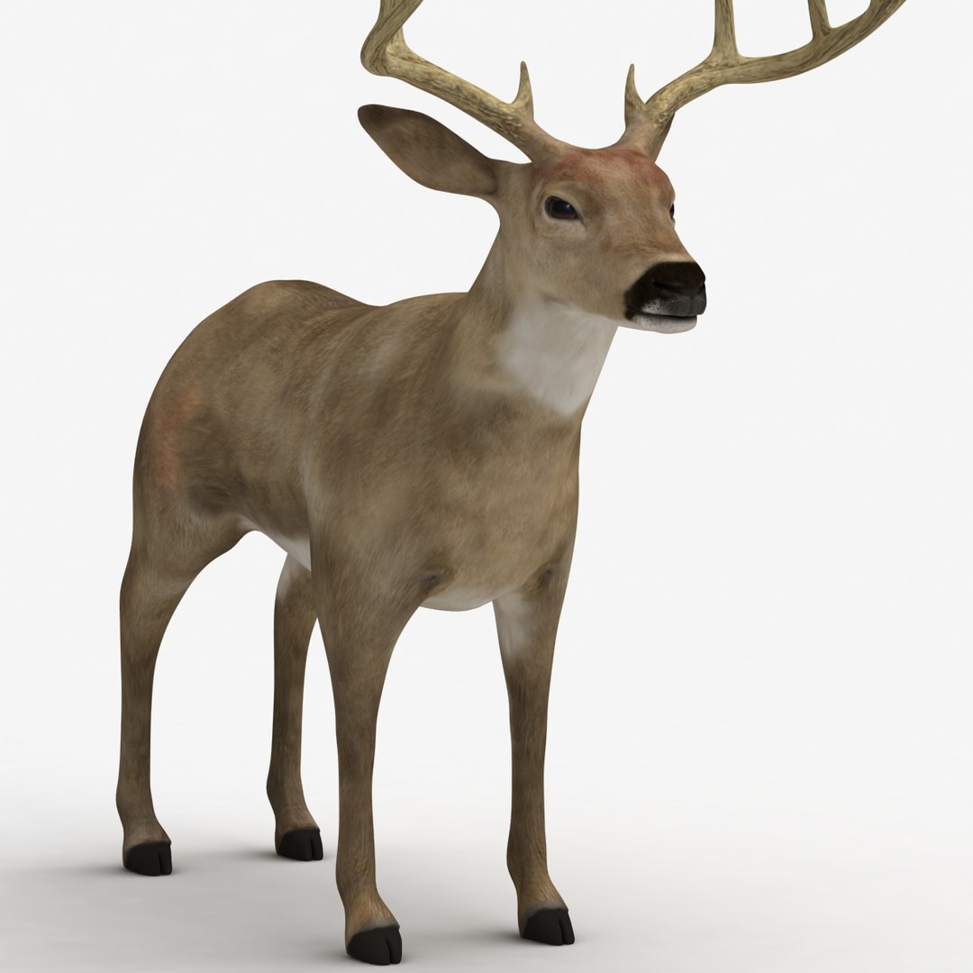 Dugm02 Deer Max