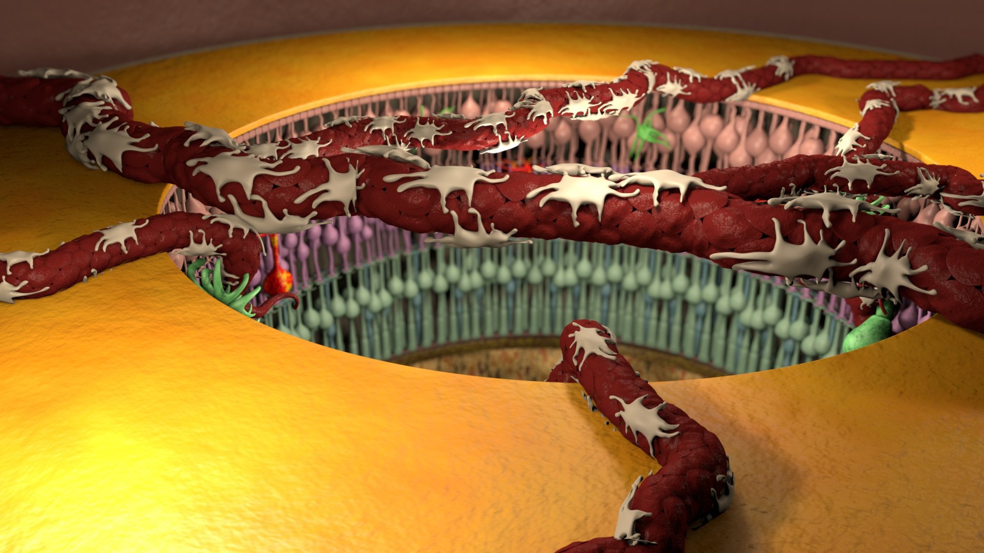 Blood Vessels Cells Retina 3D Model - TurboSquid 1542372