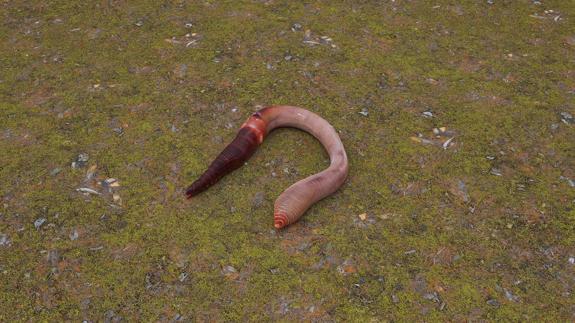 3D Model Earthworm - TurboSquid 2390844