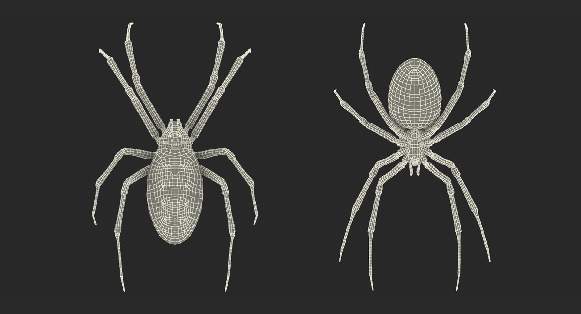 3D argiope aurantia spider rigged model - TurboSquid 1196792