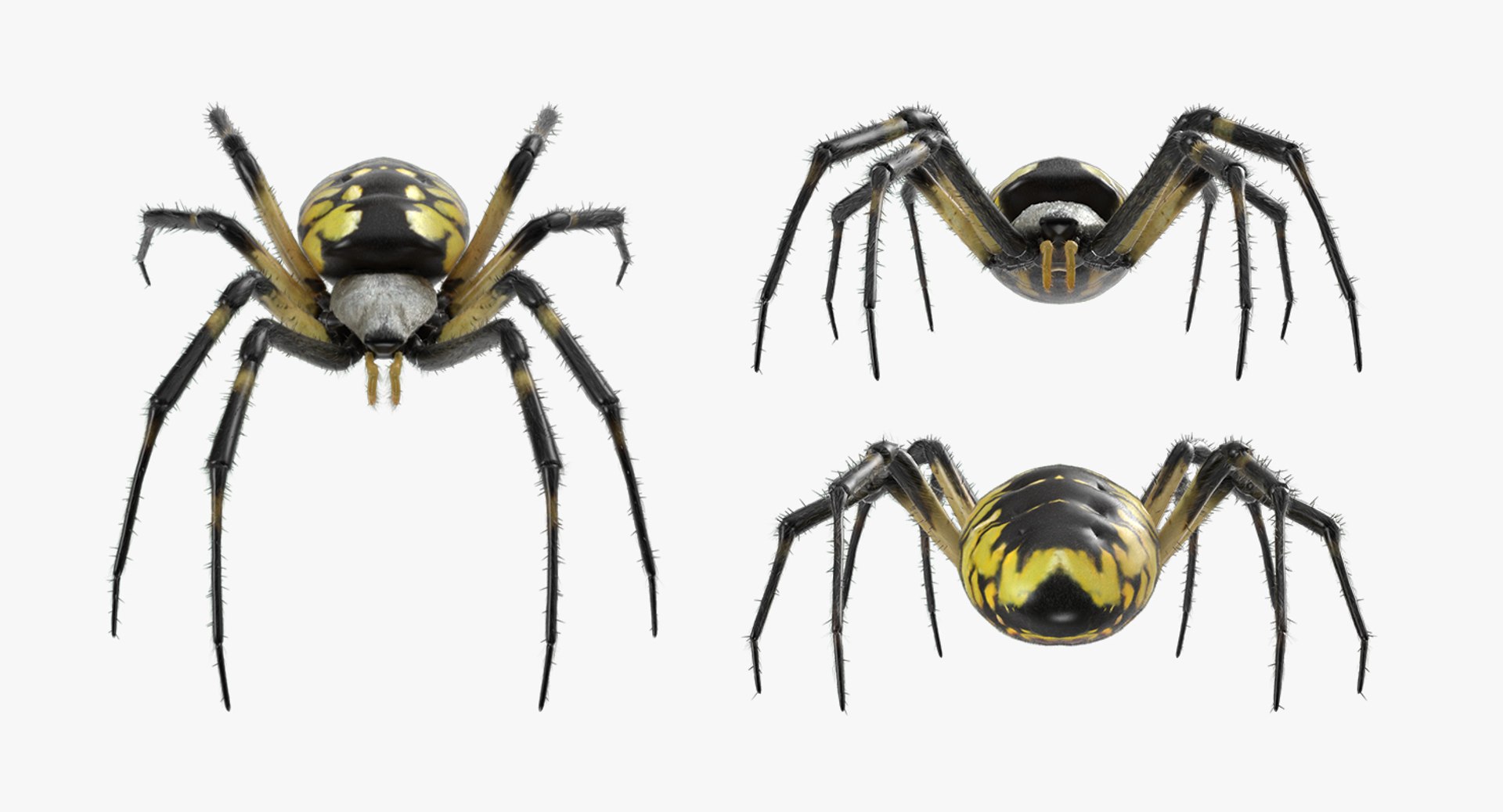 3D argiope aurantia spider rigged model - TurboSquid 1196792