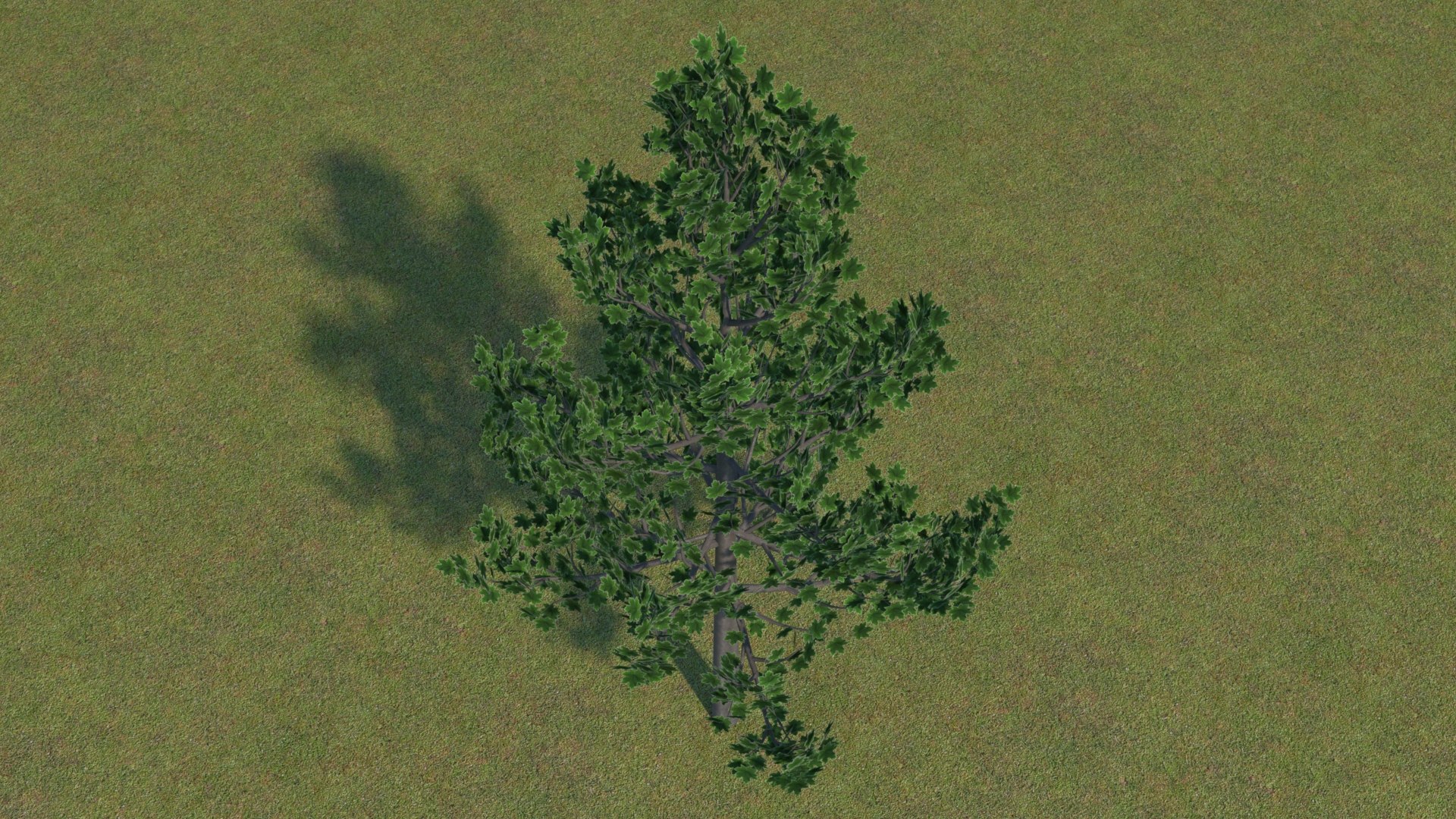 Free Maple Tree 3D - TurboSquid 1471484