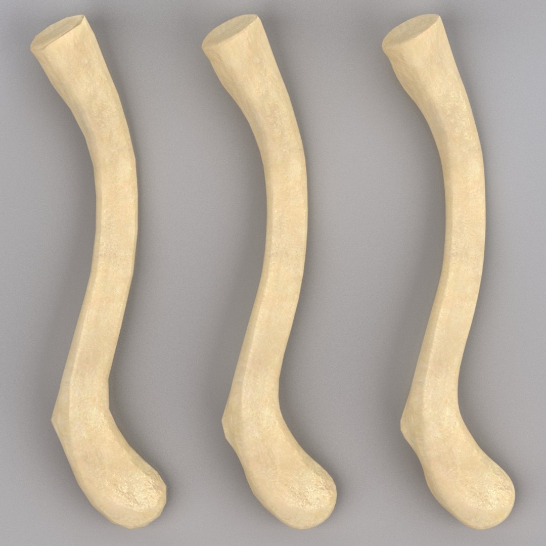 3d clavicle bone