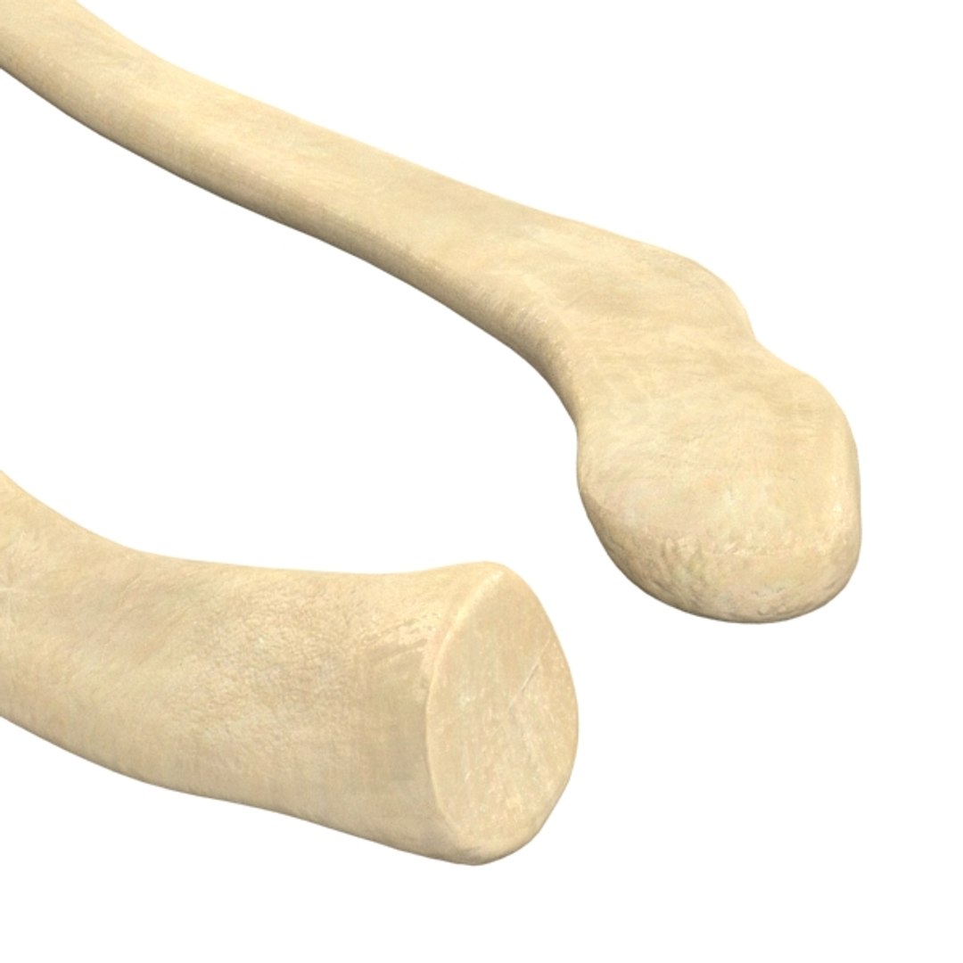 3d clavicle bone