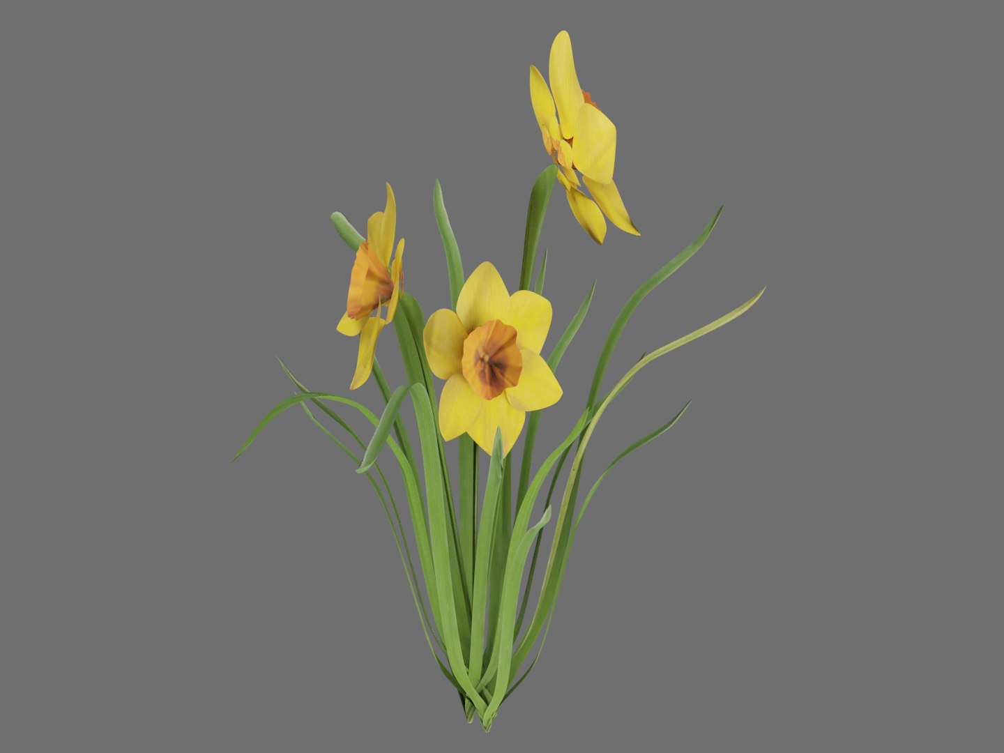 3D Model Daffodil Plant Flowers - TurboSquid 1283099