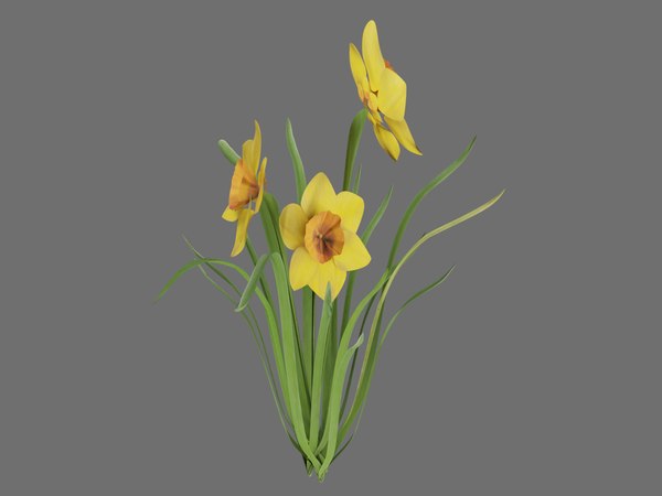 Daffodil 3D Models for Download | TurboSquid