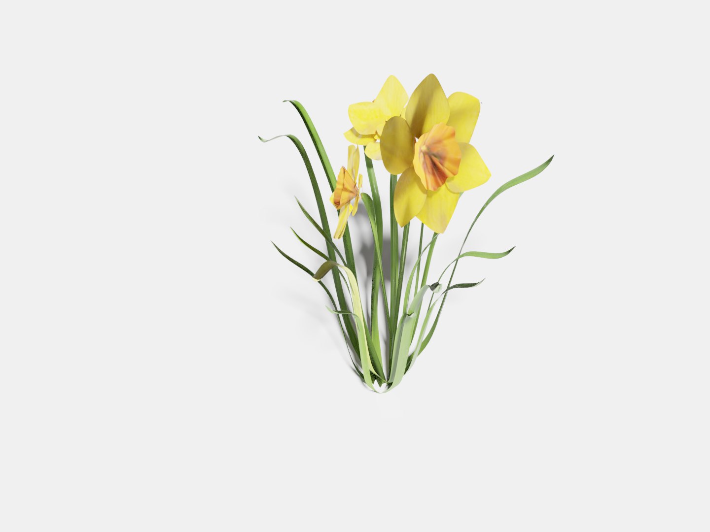 3D Model Daffodil Plant Flowers - TurboSquid 1283099