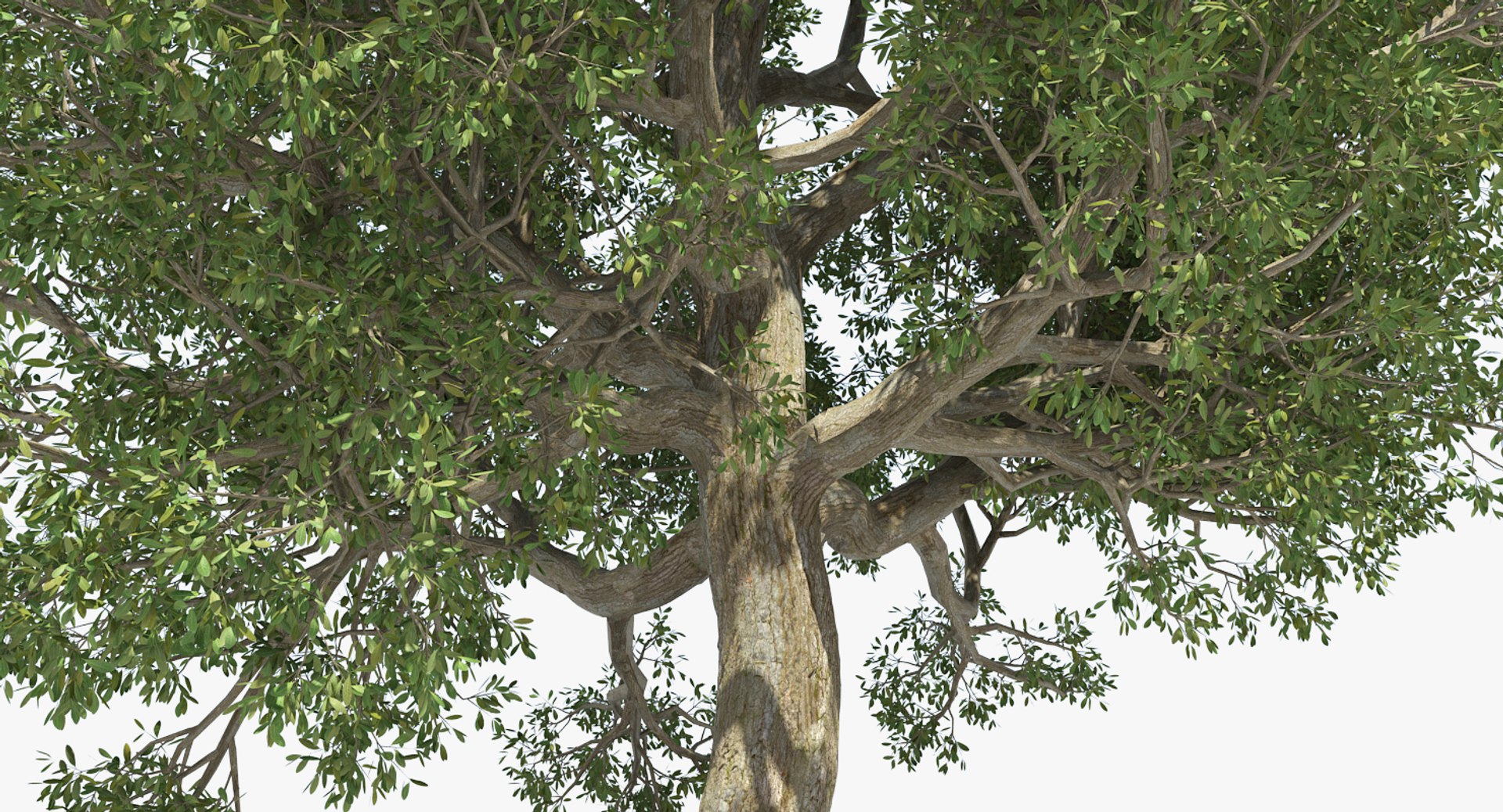 Realistic deciduous tree model - TurboSquid 1294934