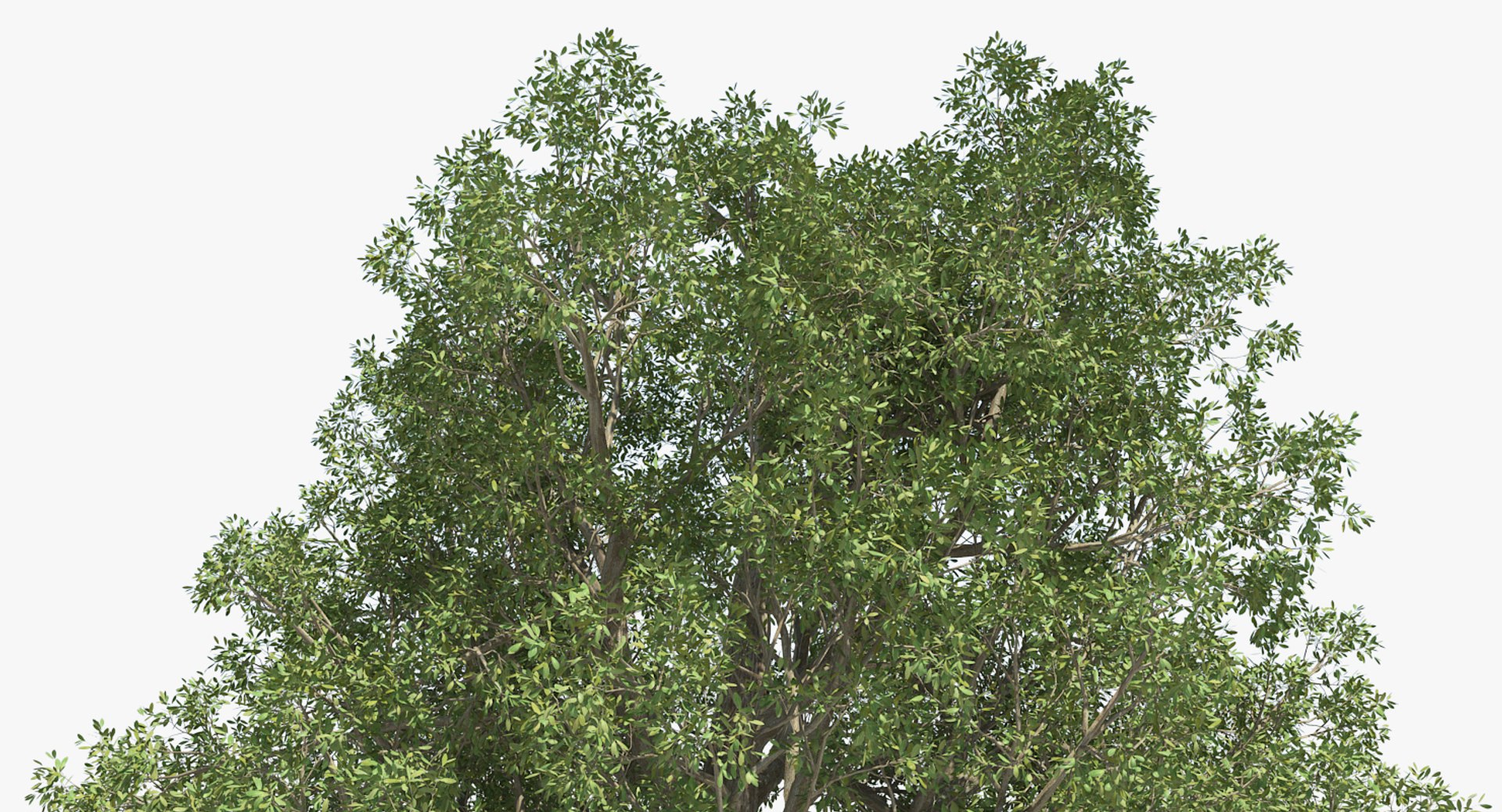 Realistic deciduous tree model - TurboSquid 1294934