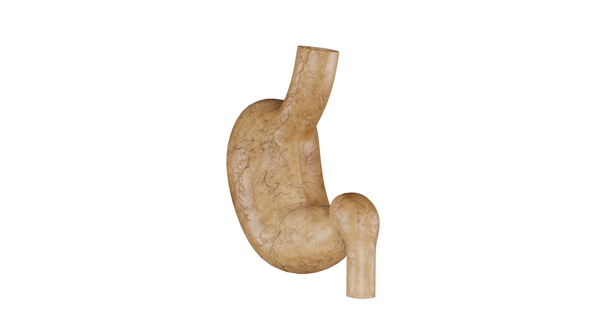 3D Human Stomach 3D Model - Realistic Human Stomach Anatomy Model ...