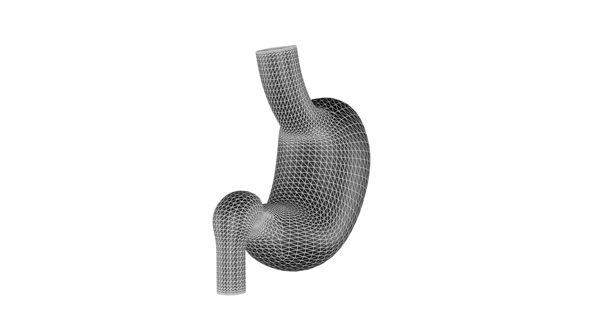 3D Human Stomach 3D Model - Realistic Human Stomach Anatomy Model ...