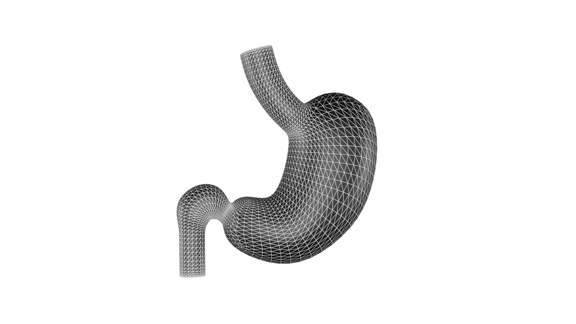 3D Human Stomach 3D Model - Realistic Human Stomach Anatomy Model ...