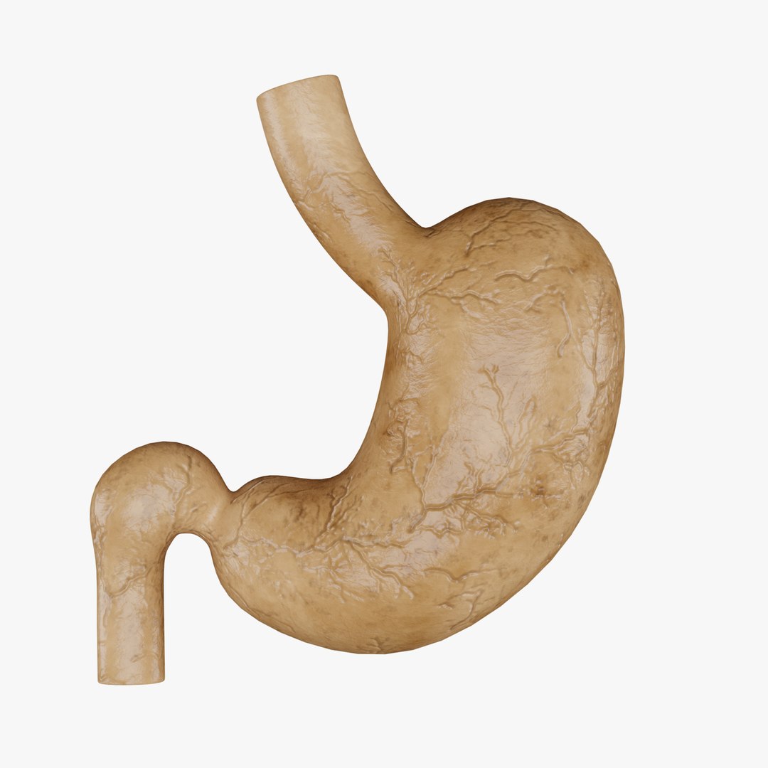 3D Human Stomach 3D Model - Realistic Human Stomach Anatomy Model ...