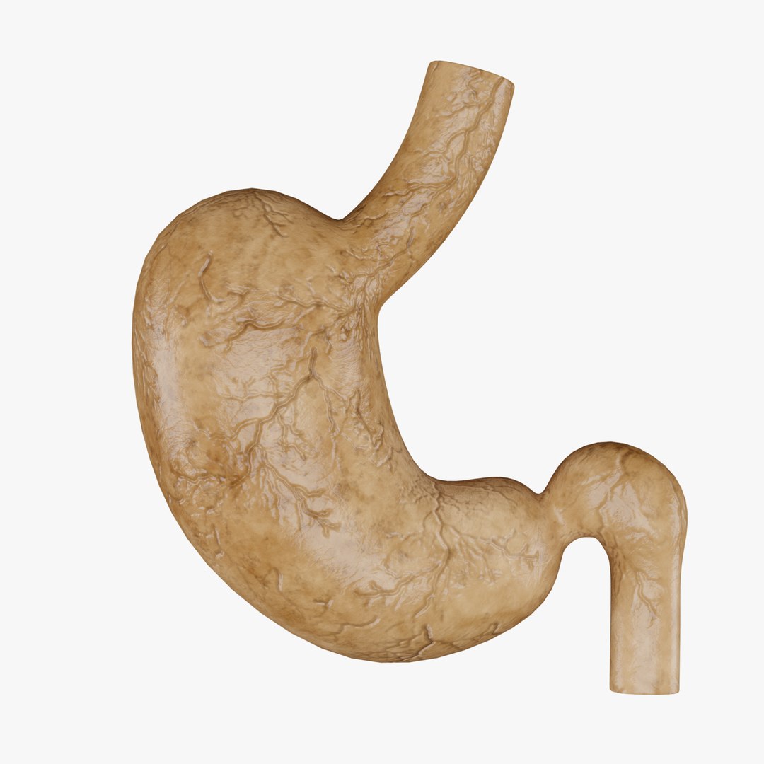 3D Human Stomach 3D Model - Realistic Human Stomach Anatomy Model ...