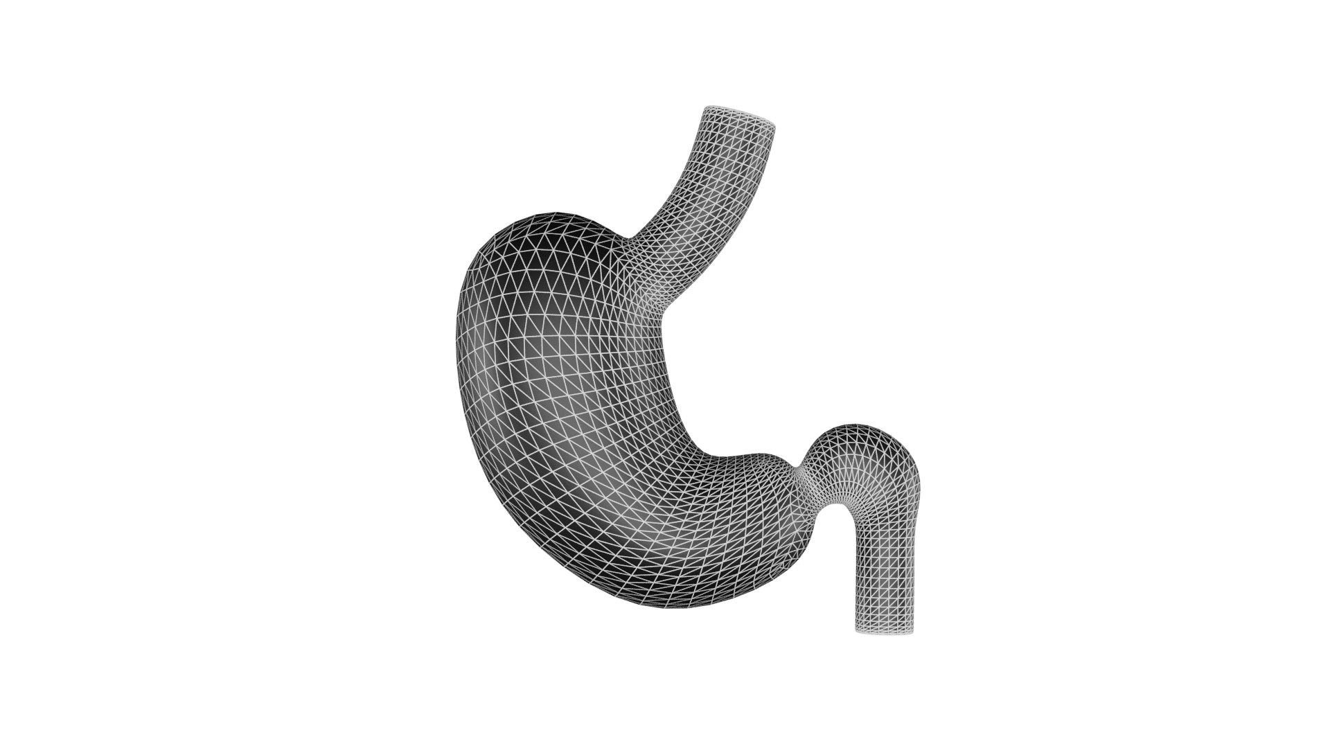 3D Human Stomach 3D Model - Realistic Human Stomach Anatomy Model ...