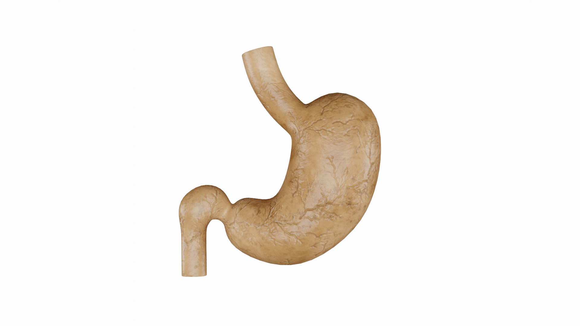 3D Human Stomach 3D Model - Realistic Human Stomach Anatomy Model ...