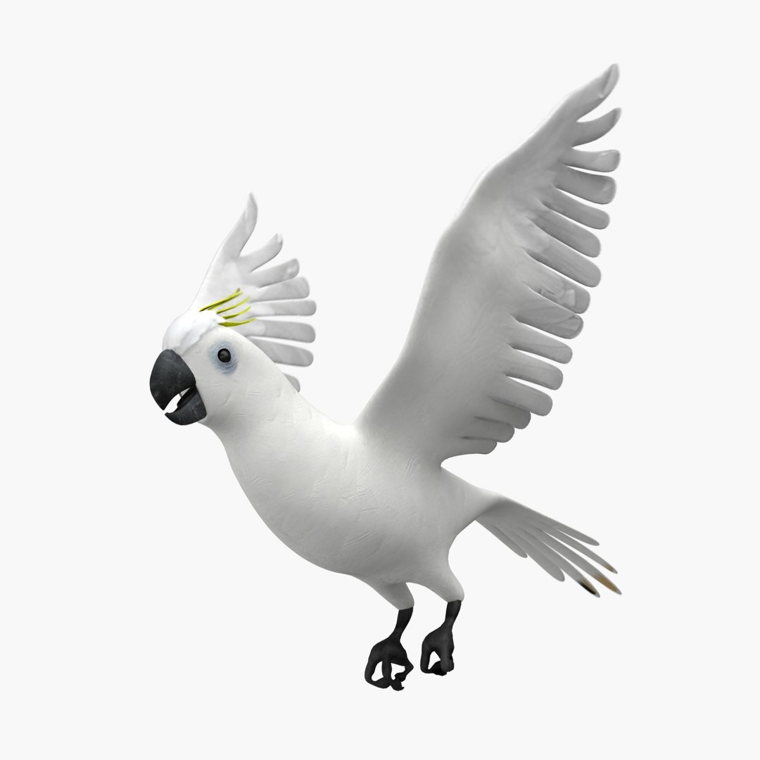 3d Cockatoo Animation Flying Model