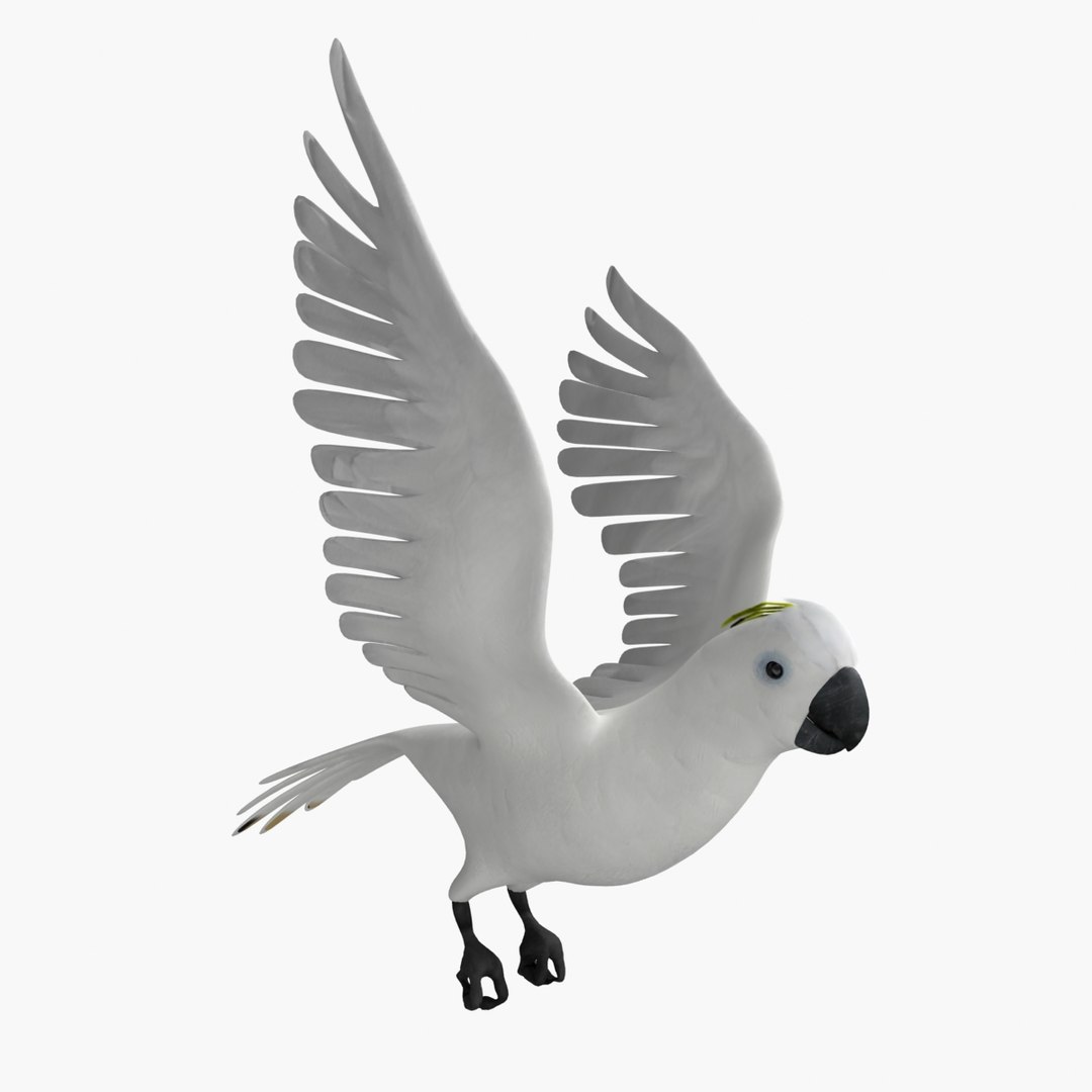 3d Cockatoo Animation Flying Model