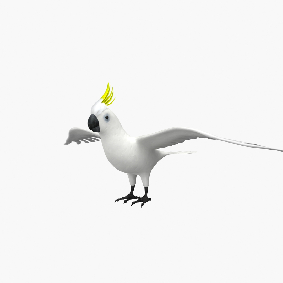 3d Cockatoo Animation Flying Model