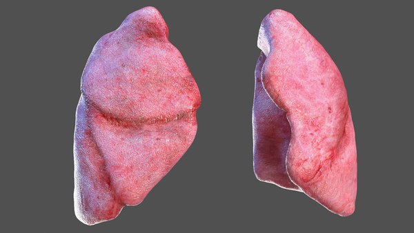 Complete Human Anatomy Collection 3D model - TurboSquid 1981921