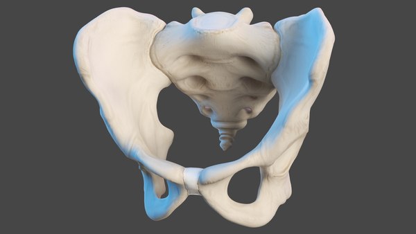 Complete Human Anatomy Collection 3D model - TurboSquid 1981921