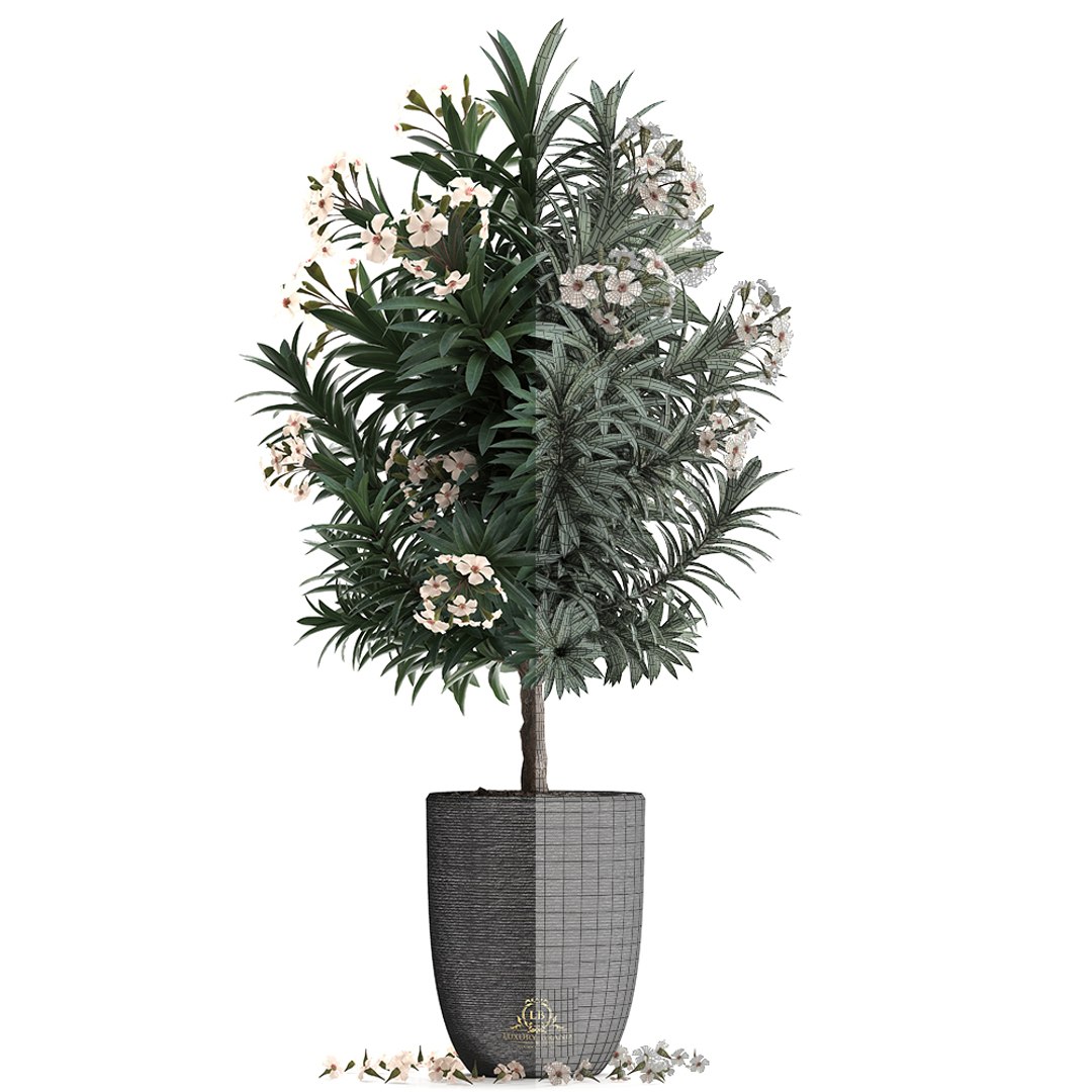 Nerium Oleander 3D Model - TurboSquid 1372269