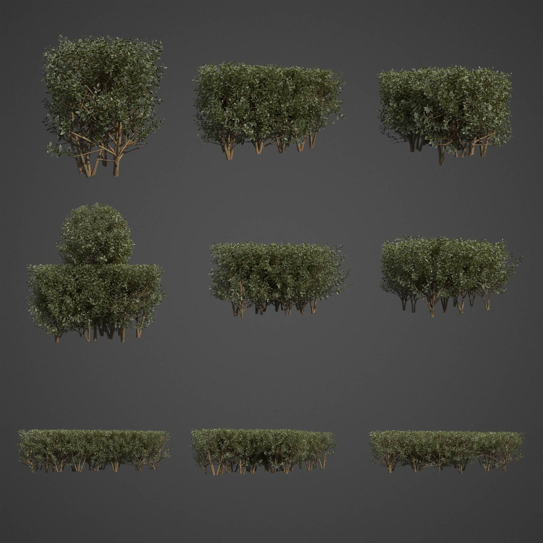 2021 Shrub 3D Model - TurboSquid 1690867