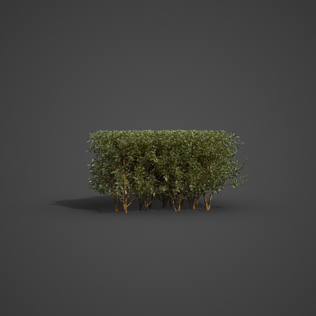 2021 Shrub 3D Model - TurboSquid 1690867