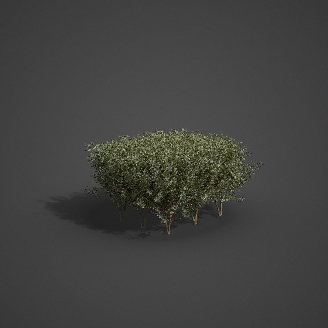 2021 Shrub 3D Model - TurboSquid 1690867