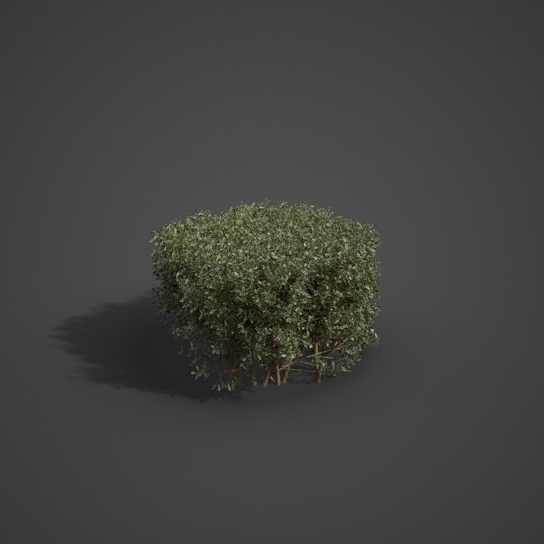 2021 Shrub 3D Model - TurboSquid 1690867