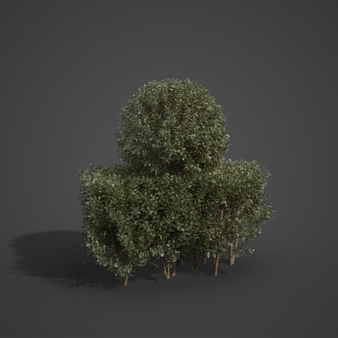 2021 Shrub 3D Model - TurboSquid 1690867