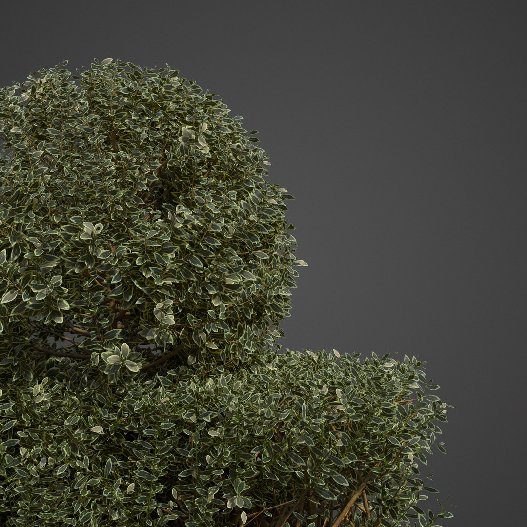 2021 Shrub 3D Model - TurboSquid 1690867