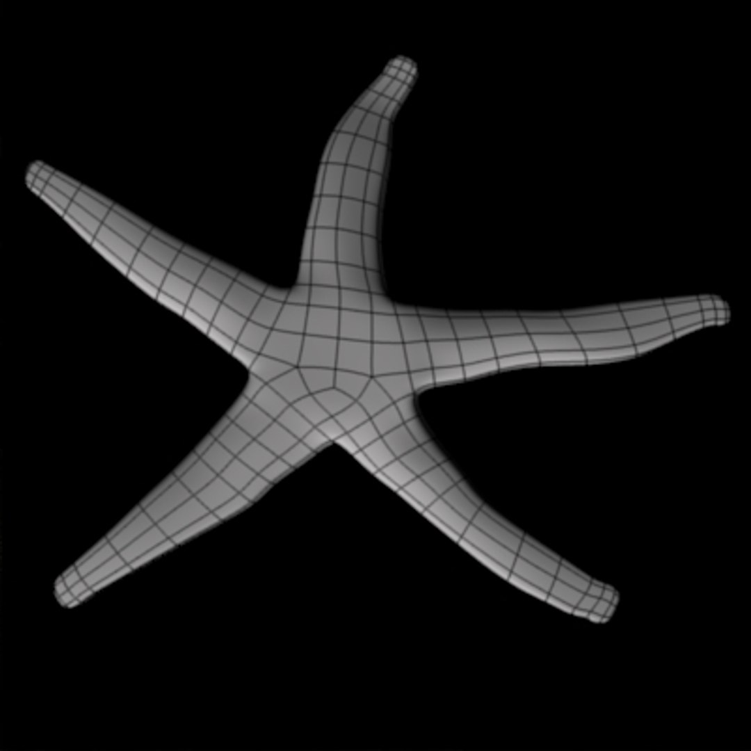 sea star 3d model