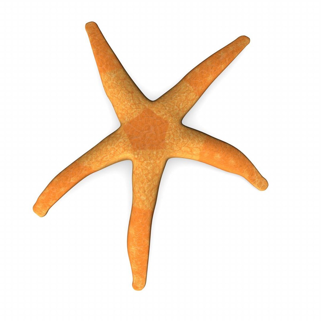 sea star 3d model