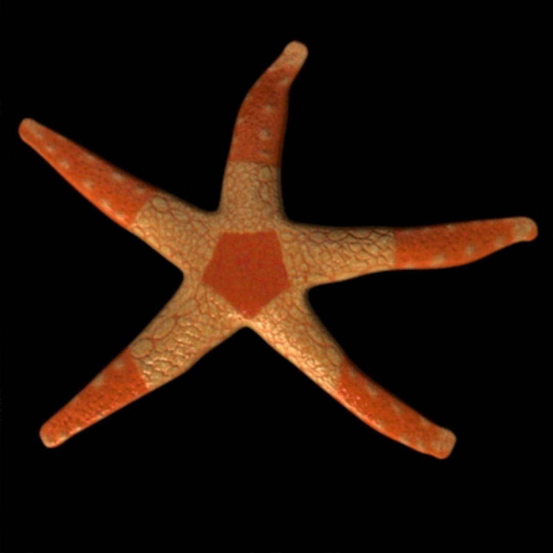 sea star 3d model