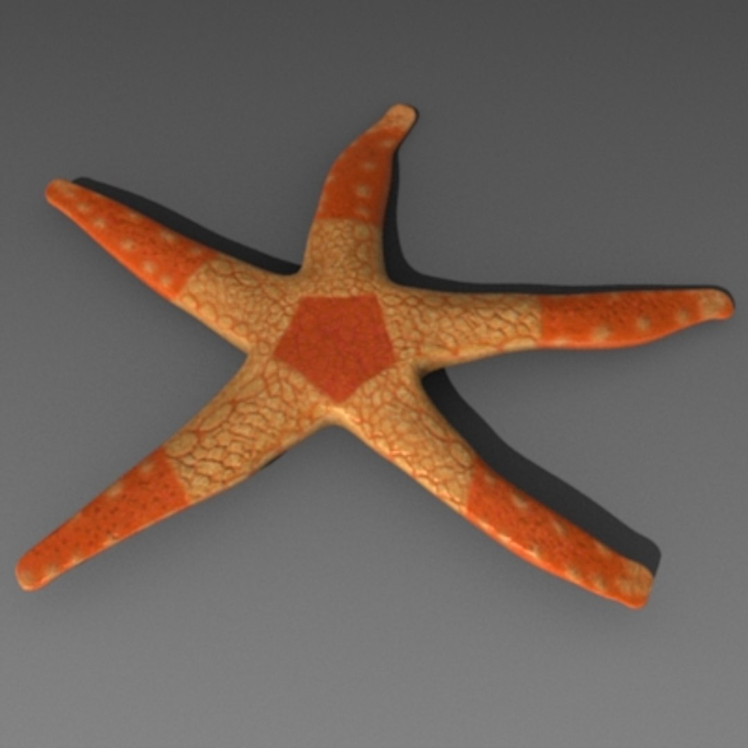 sea star 3d model