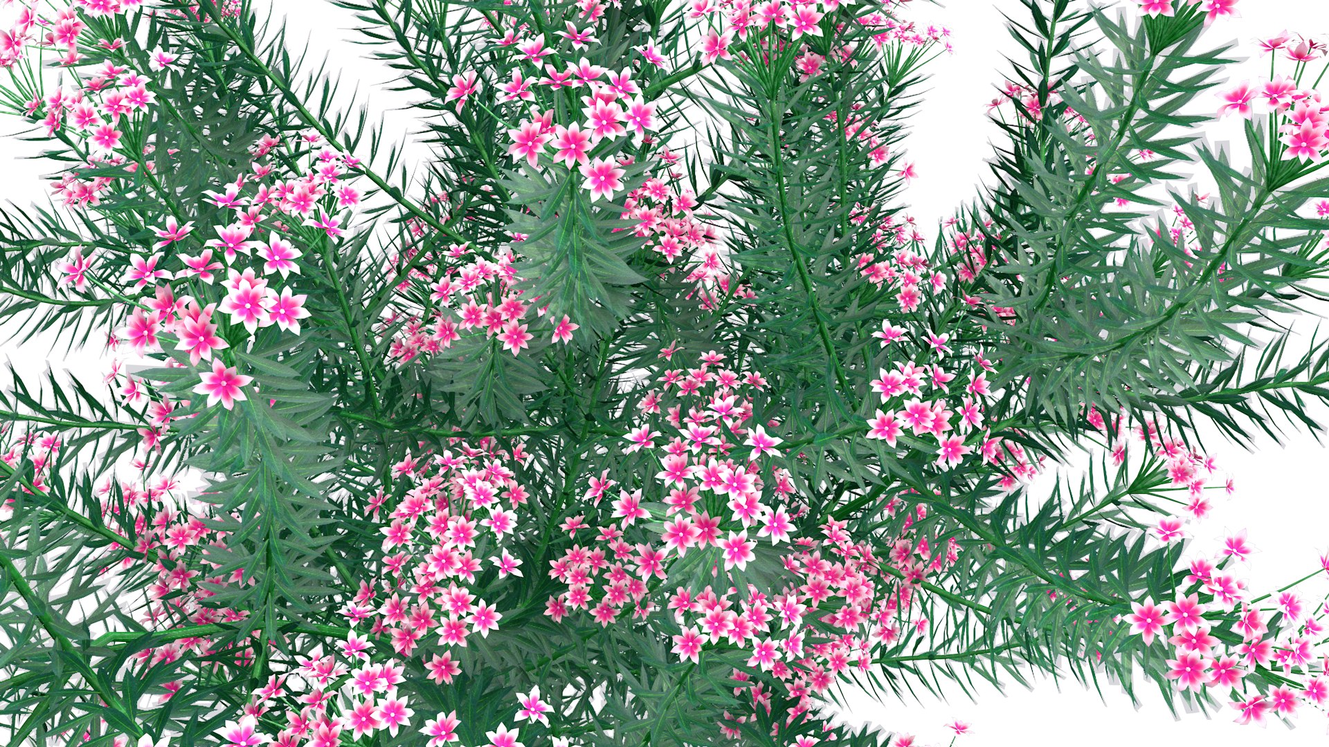 Oleander Flower 3d Model 3D Model - TurboSquid 1905653
