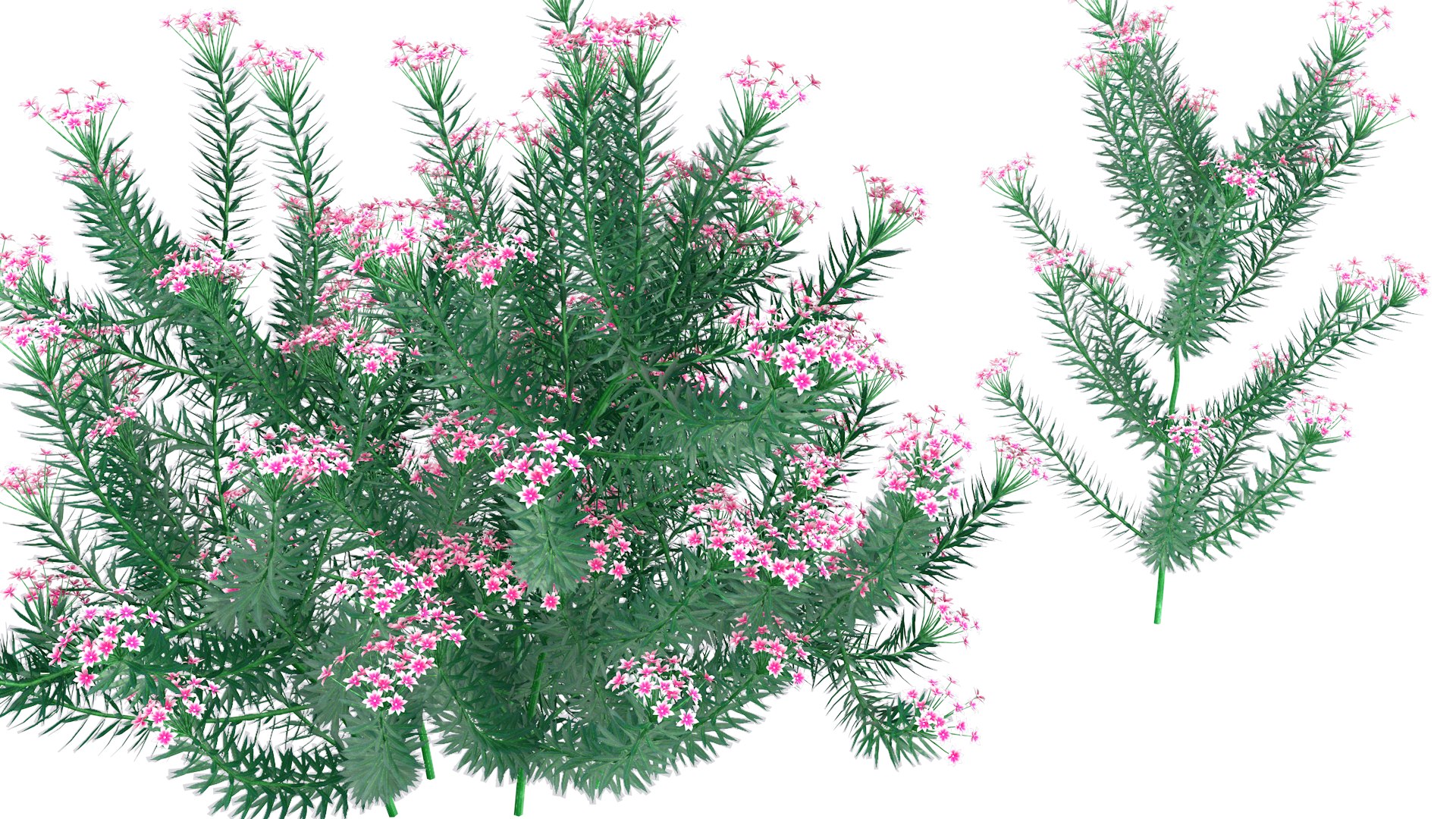 Oleander Flower 3d Model 3D Model - TurboSquid 1905653