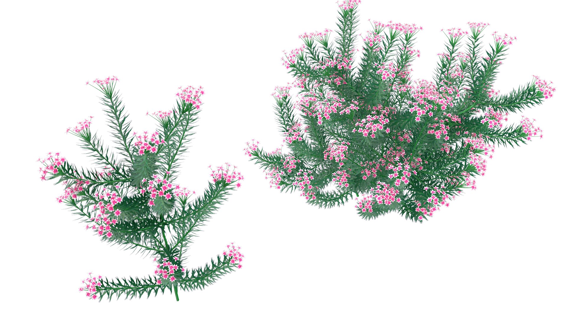 Oleander Flower 3d Model 3D Model - TurboSquid 1905653