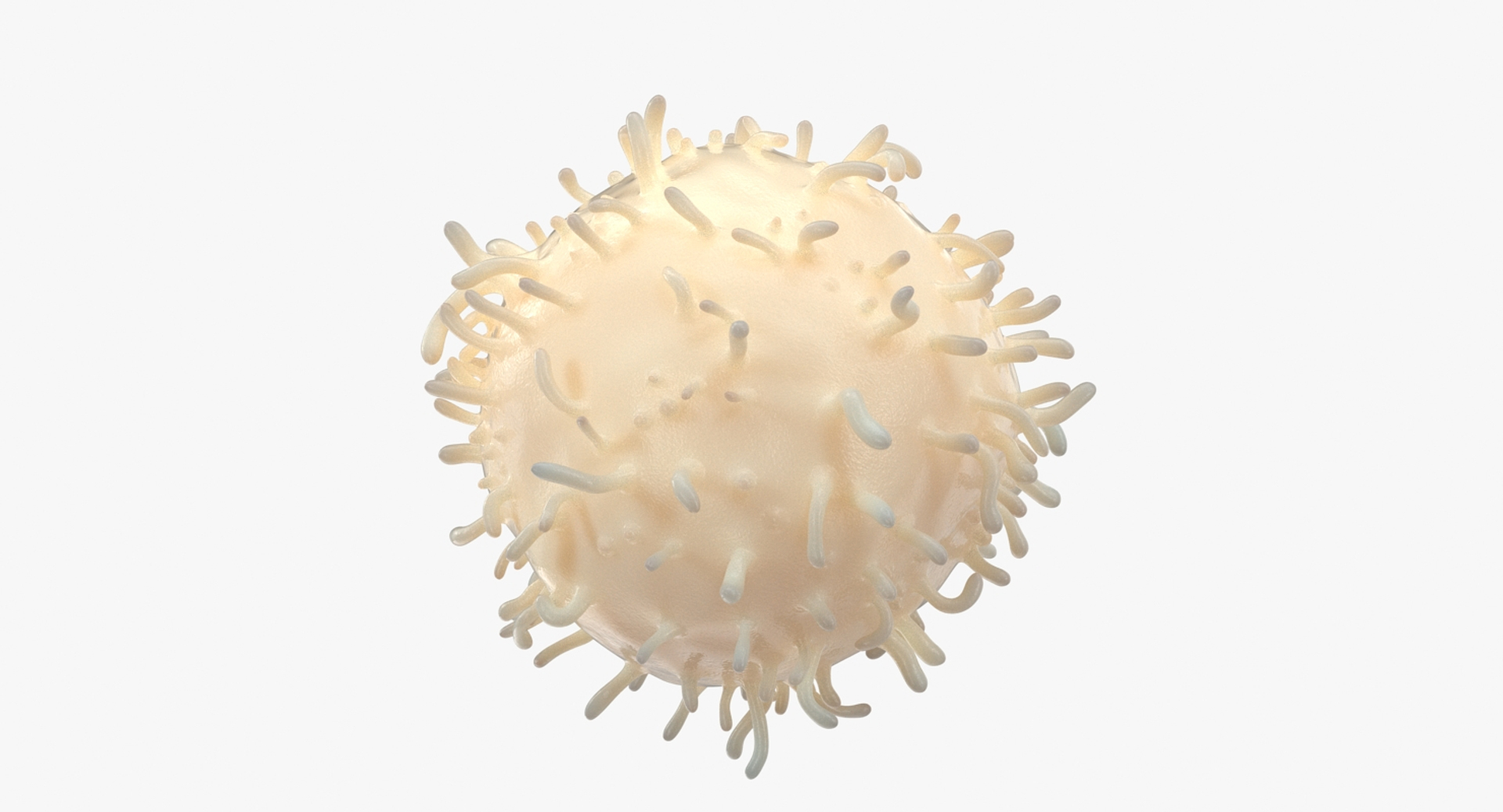 White Blood Cell 3D Model - TurboSquid 1346854