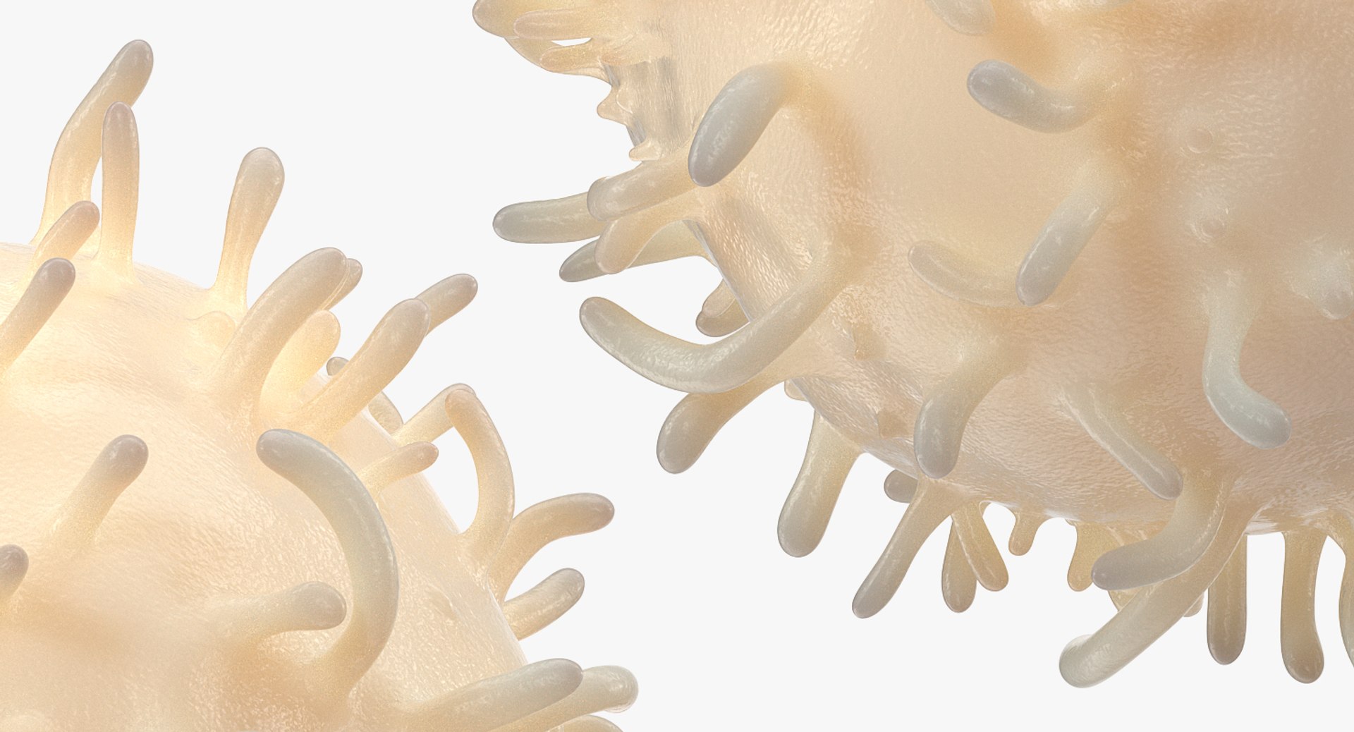 White Blood Cell 3D Model - TurboSquid 1346854