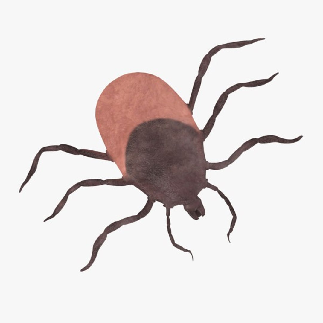 3d Model Ixodes Larva