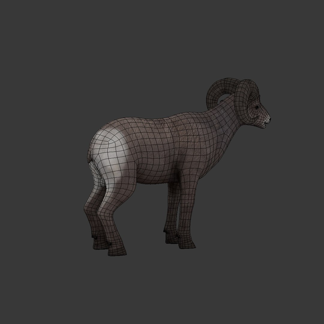 3d Model Bighorn Sheep