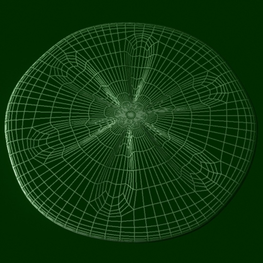 Protist Diatom Ocean 3d Model